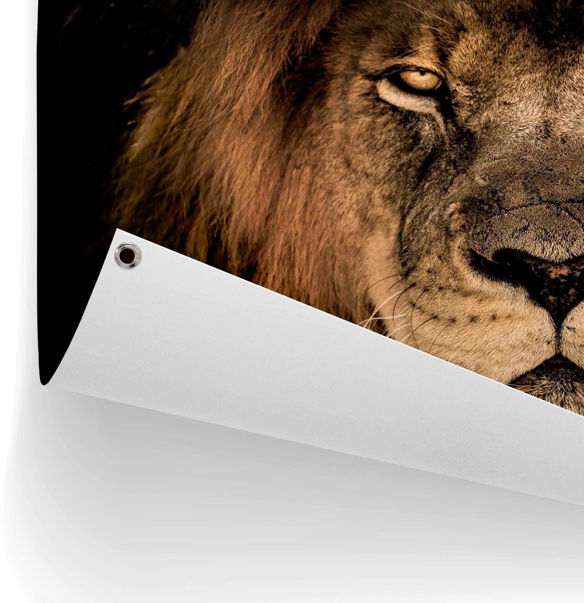 Reinders Poster Leeuw Online Bestellen Otto